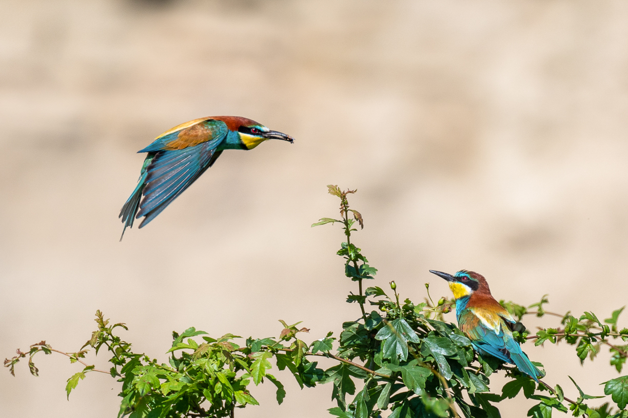 DESPRE PRIGORII… – Creanga Nek