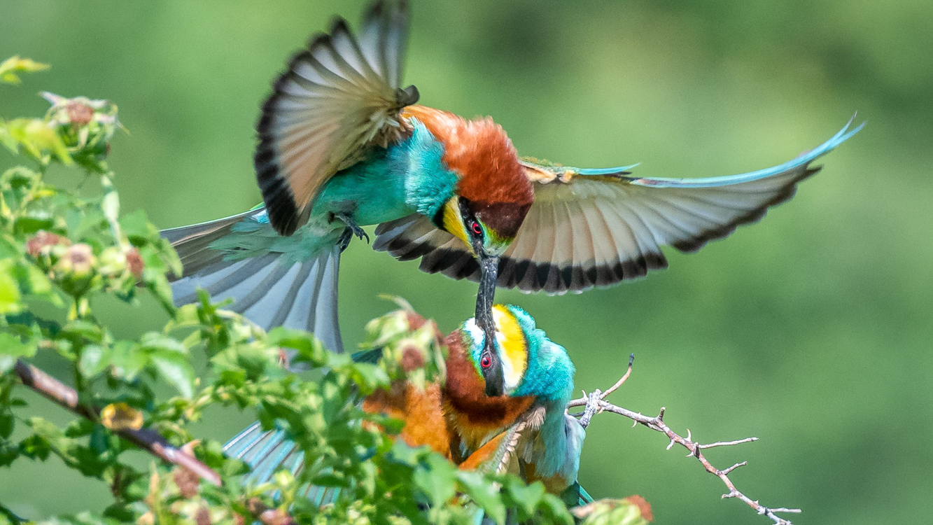 DESPRE PRIGORII… – Creanga Nek