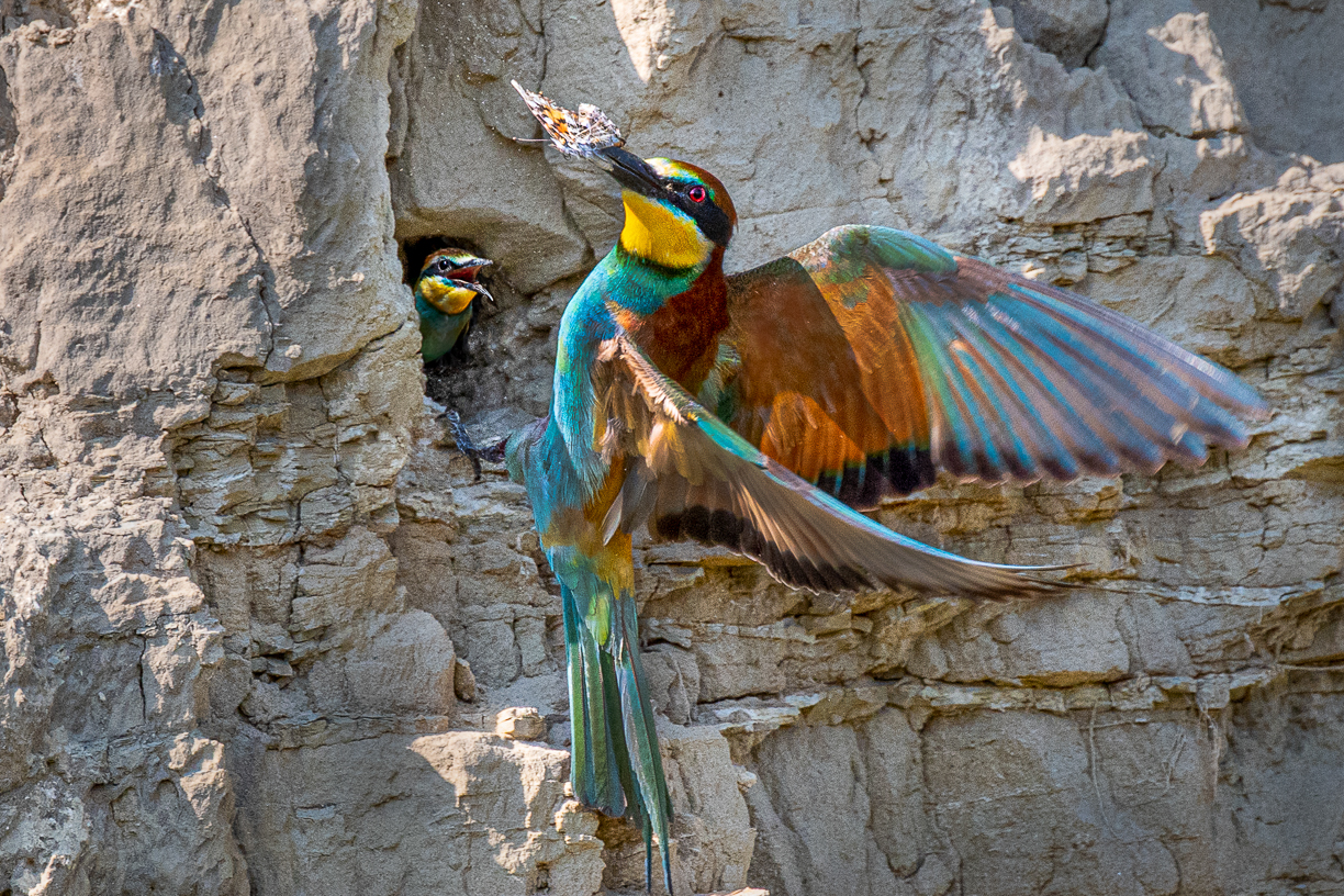 DESPRE PRIGORII… – Creanga Nek