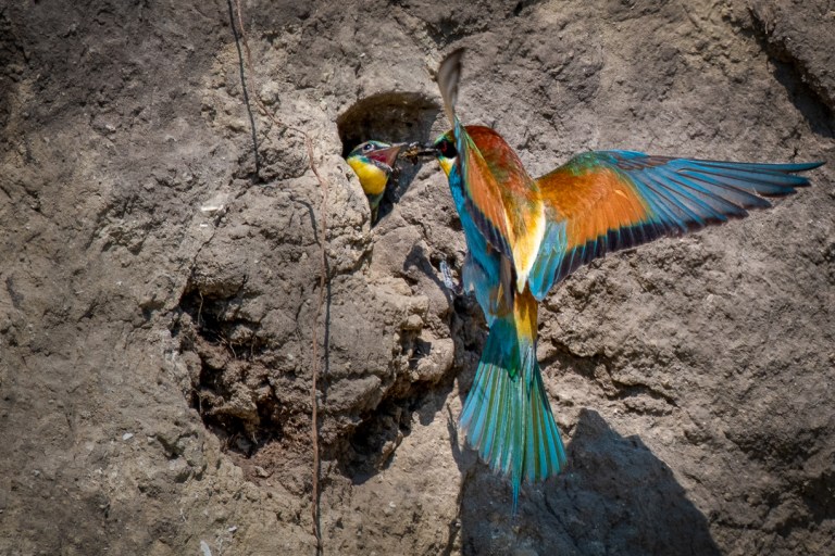 DESPRE PRIGORII… – Creanga Nek