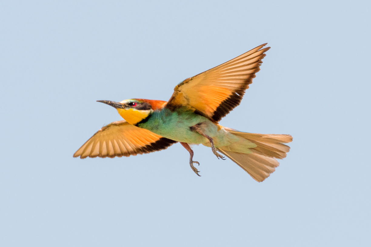 DESPRE PRIGORII… – Creanga Nek